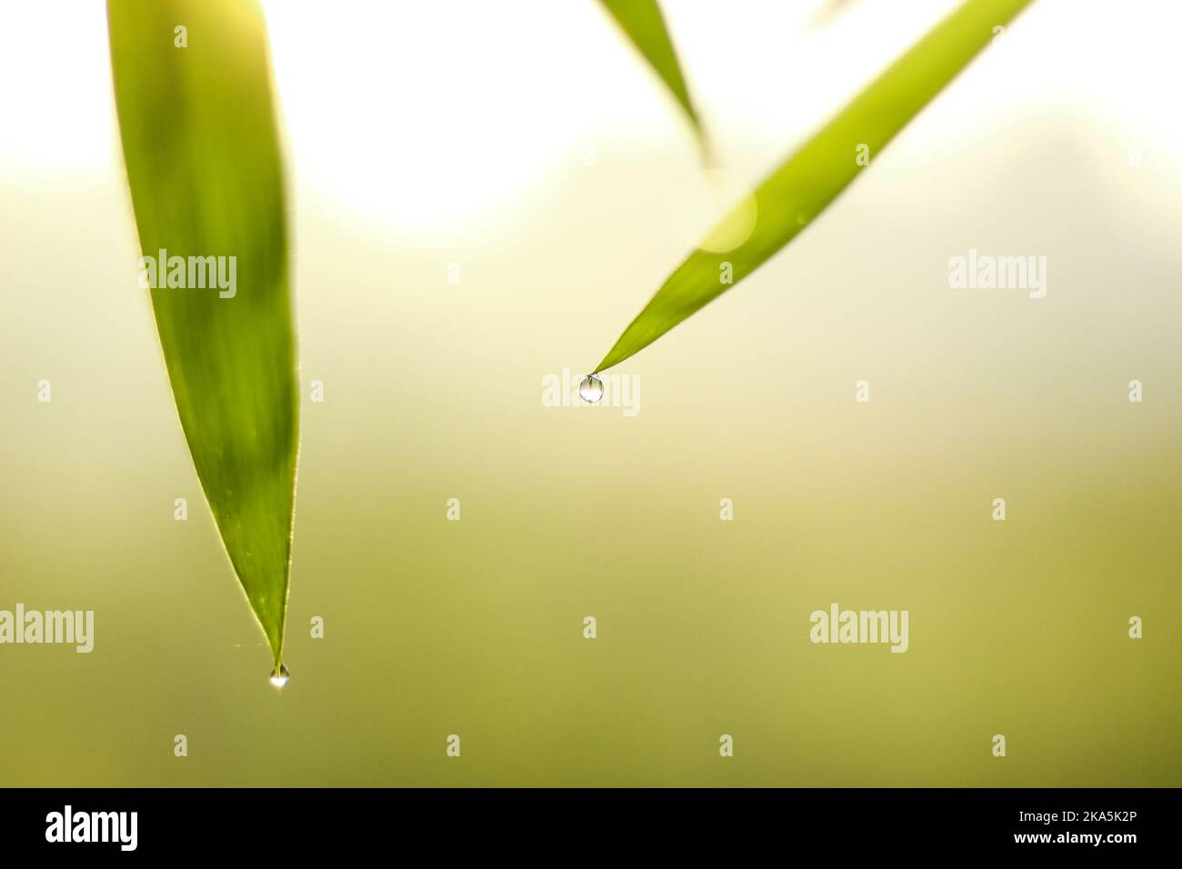 Water on bamboo leaves dripping at leaf tips, spa concept natural ...