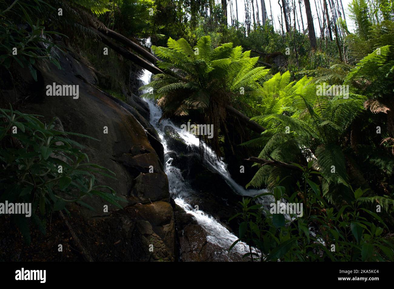 Phantom Falls is a very appropriate name for these falls - hidden away ...