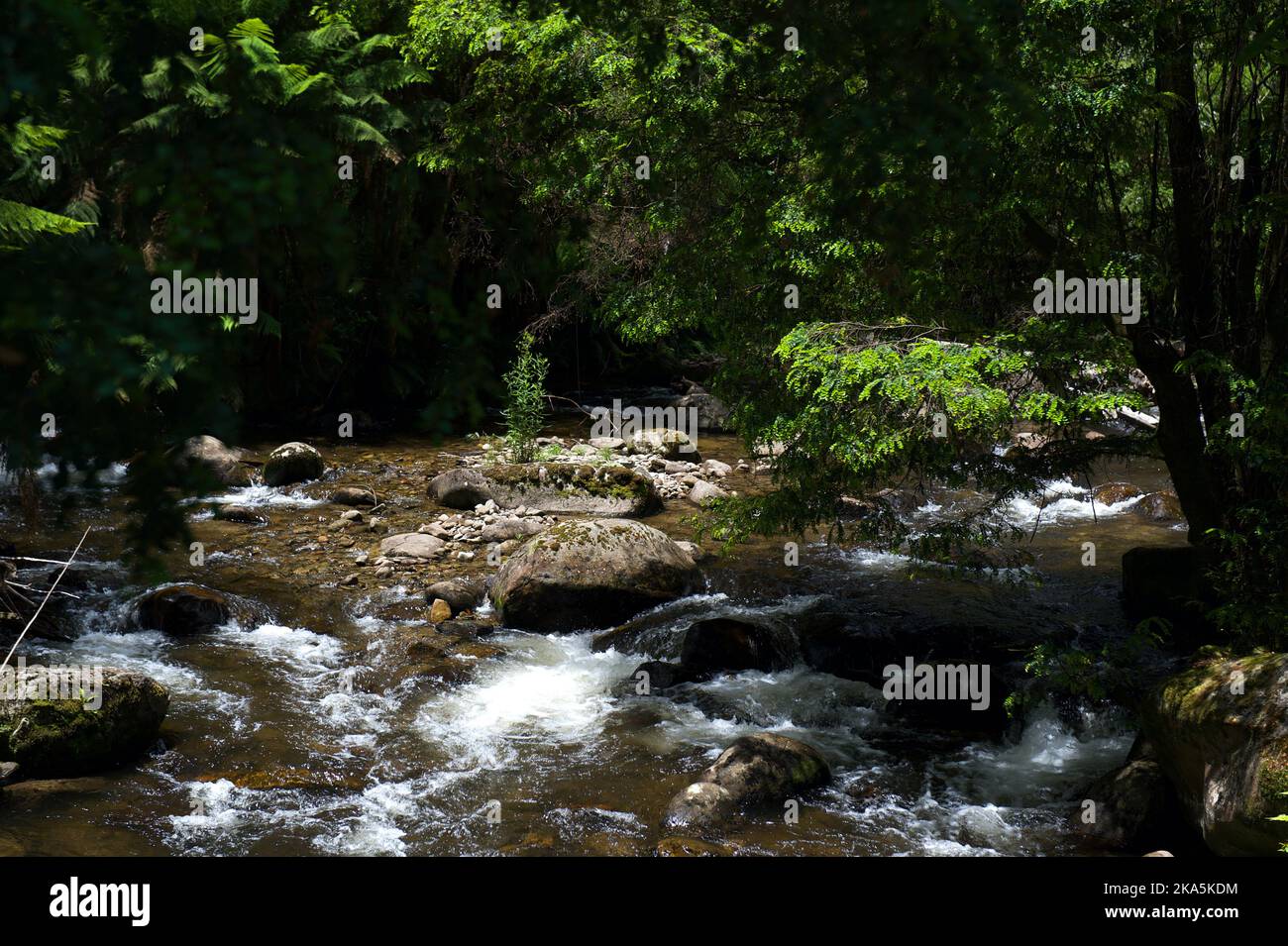 The Taggerty River is short and wild - running 18 kms from below Lake ...