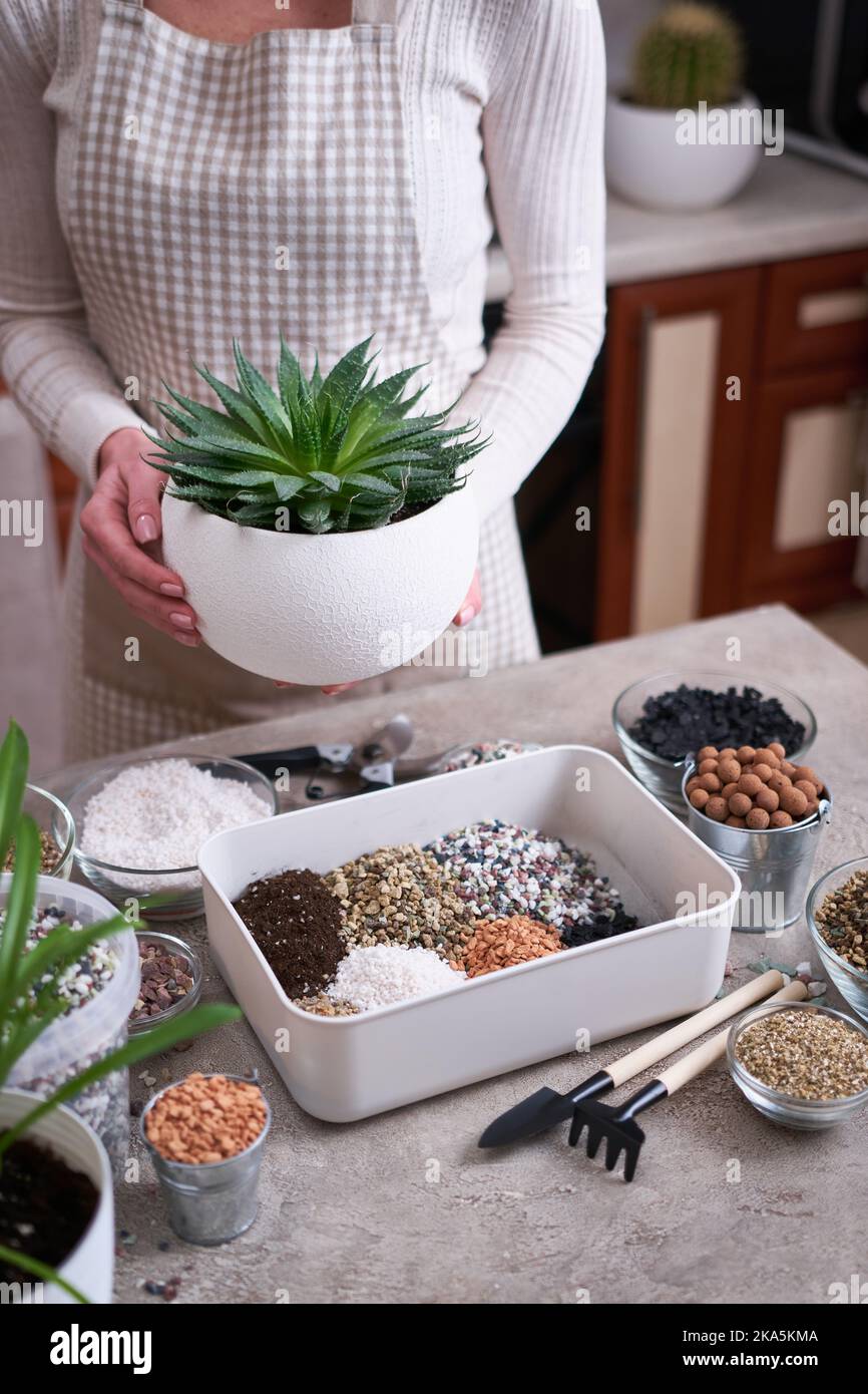 Woman holding planted Aloe Aristata Succulent Plant in white ceramic ...