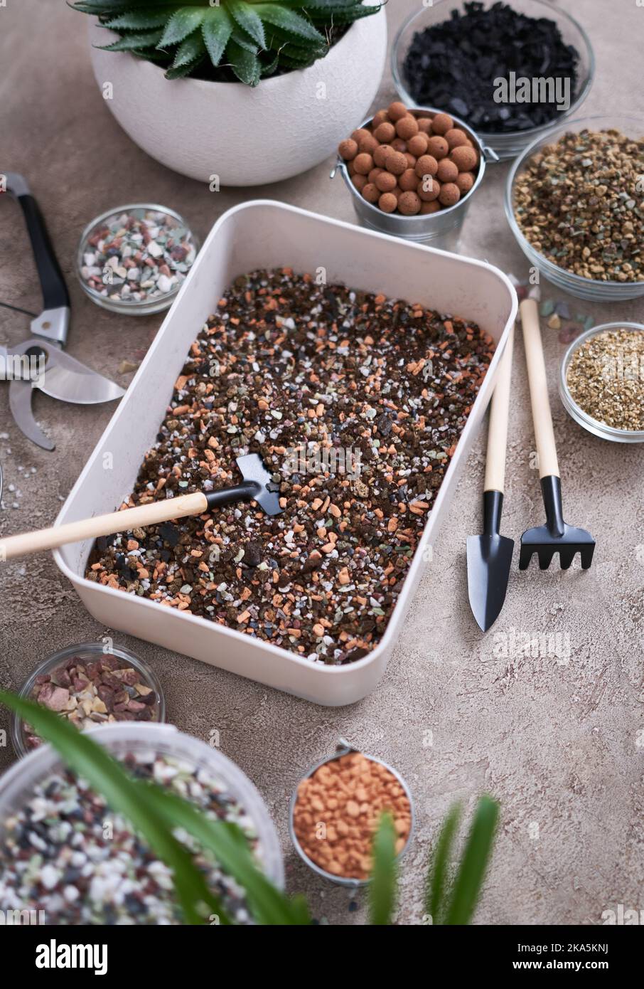 plastic box for soil substrate preparation for transplanting ...