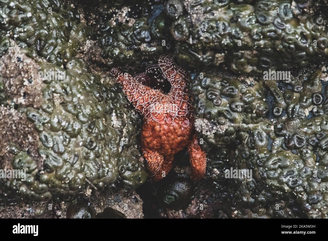 Star fish clinging to the barnacle covered sea stacks, on the Oregon ...