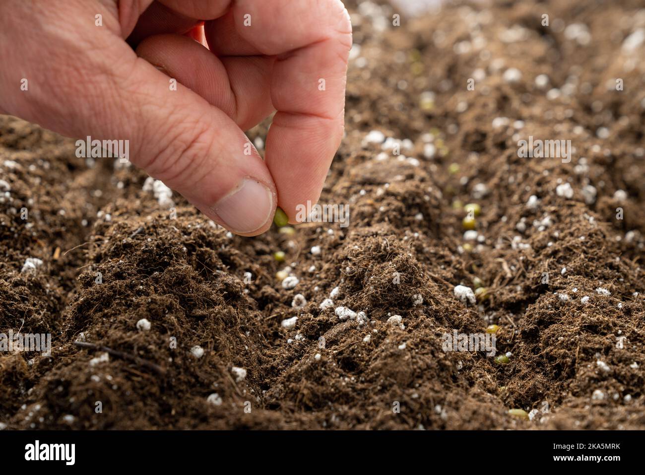 A hand with a plant seed planting it in the soil Stock Photo - Alamy