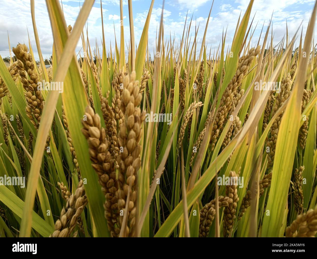 The rice is ripe and the rice fields are covered with golden yellow ...