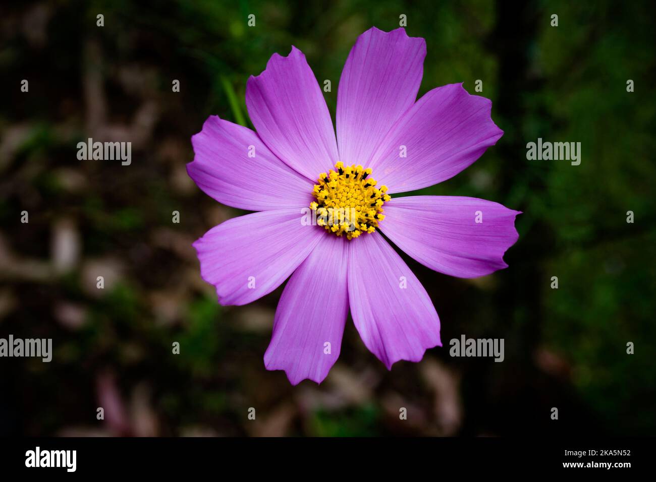 Cosmos bipinnatus (atapethiya flower) in Garden sri lanka Stock Photo ...