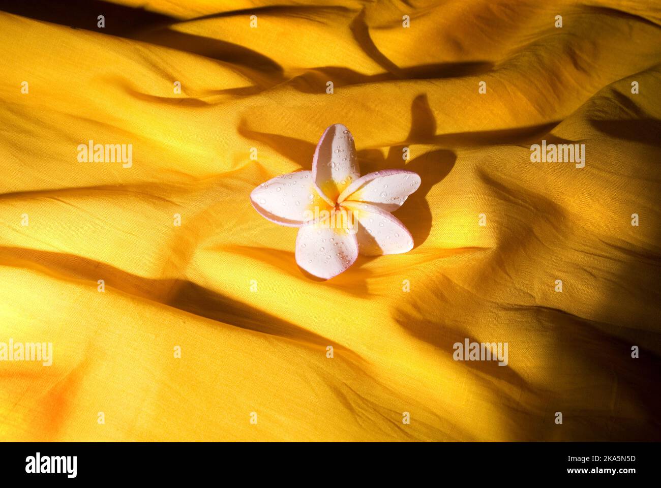 Araliya flower in a cloth, Sri lanka Stock Photo - Alamy
