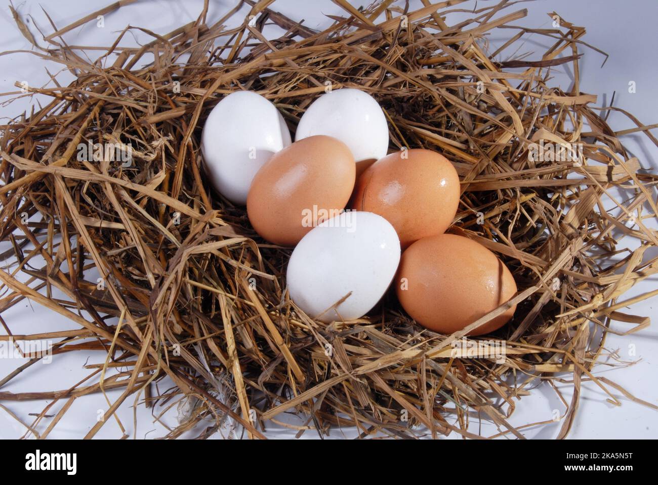 Chicken eggs in nest. (studio Stock Photo - Alamy
