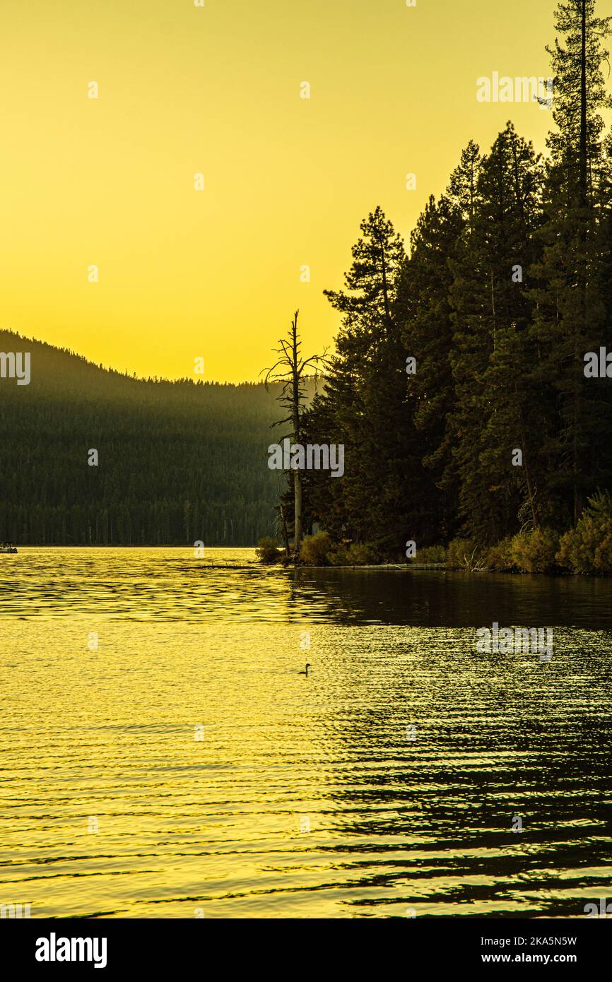 Lake lined with pine trees on it's shores, with harsh yellow color and ...