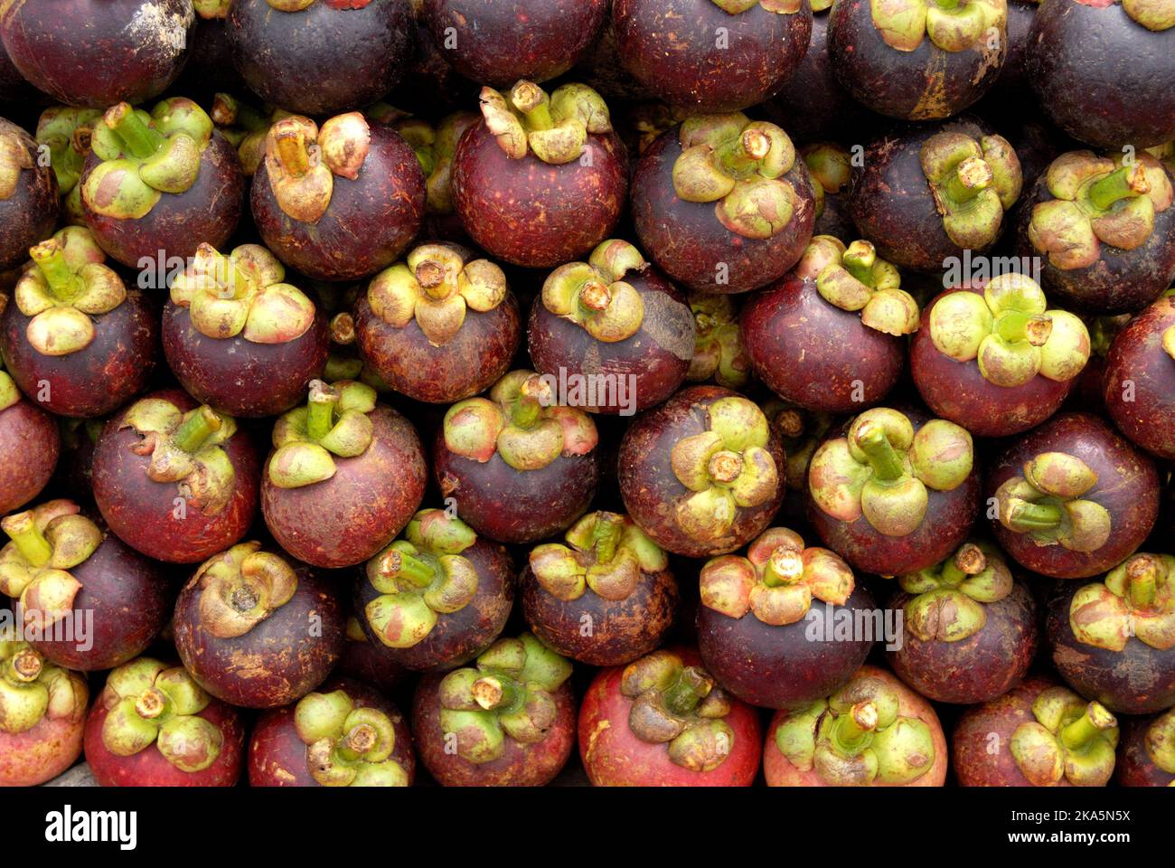 Mangosteen flower hi-res stock photography and images - Alamy