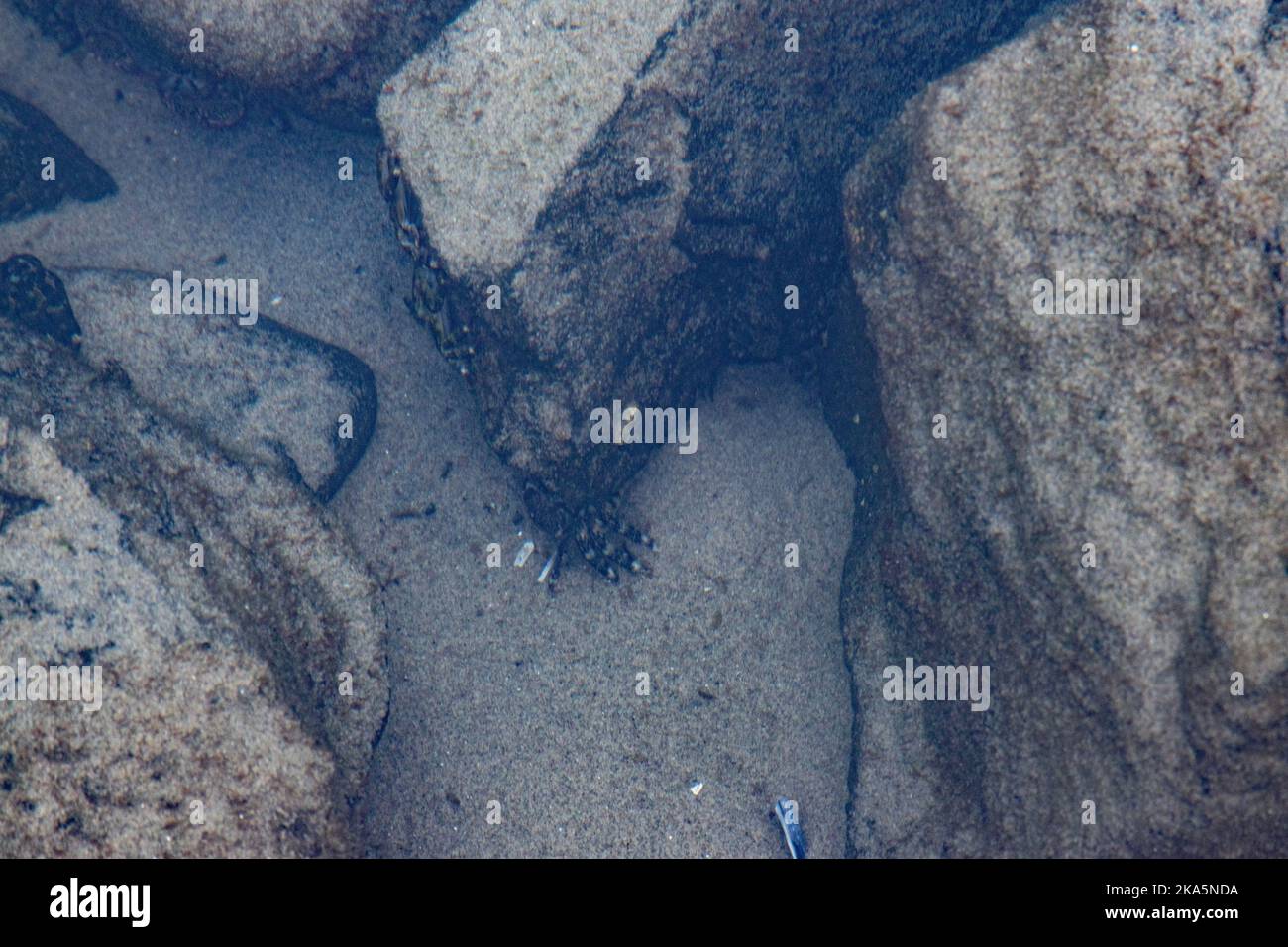 Image of tide pools on Oregon Beach Stock Photo - Alamy