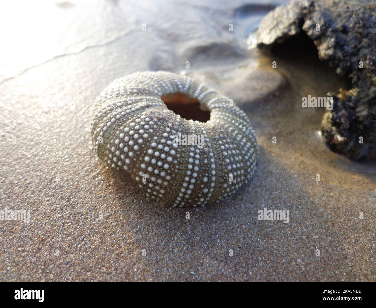 seashell on the sand on the beach in the back-light of sunset ...