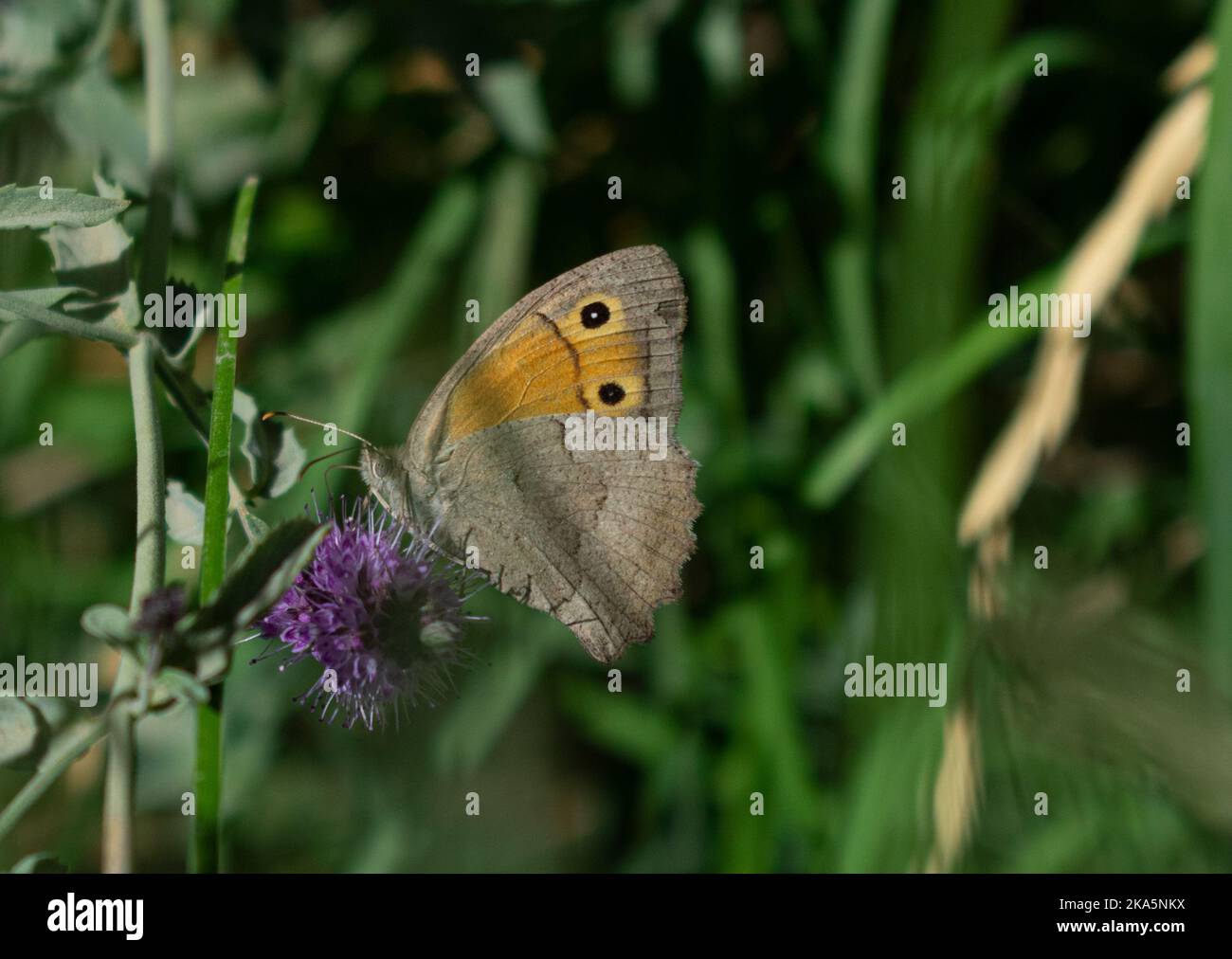 Rose eye of the storm hi-res stock photography and images - Alamy