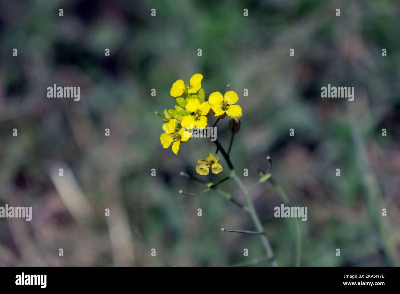 Yellow flower i love you hi-res stock photography and images - Alamy