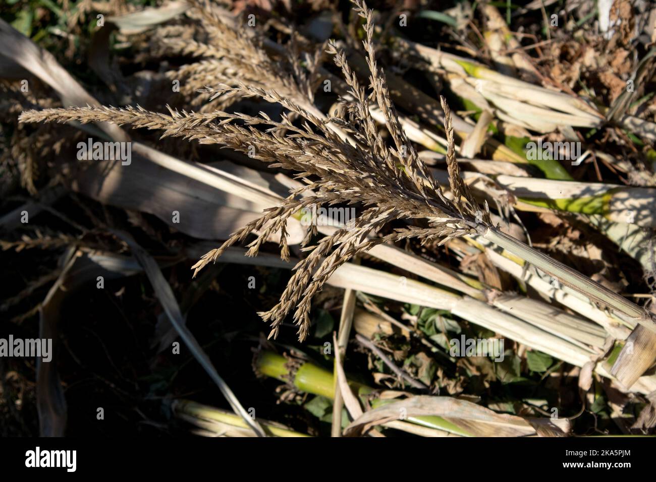 Hut made of dried corn stalks as nice textured background. Ecological ...