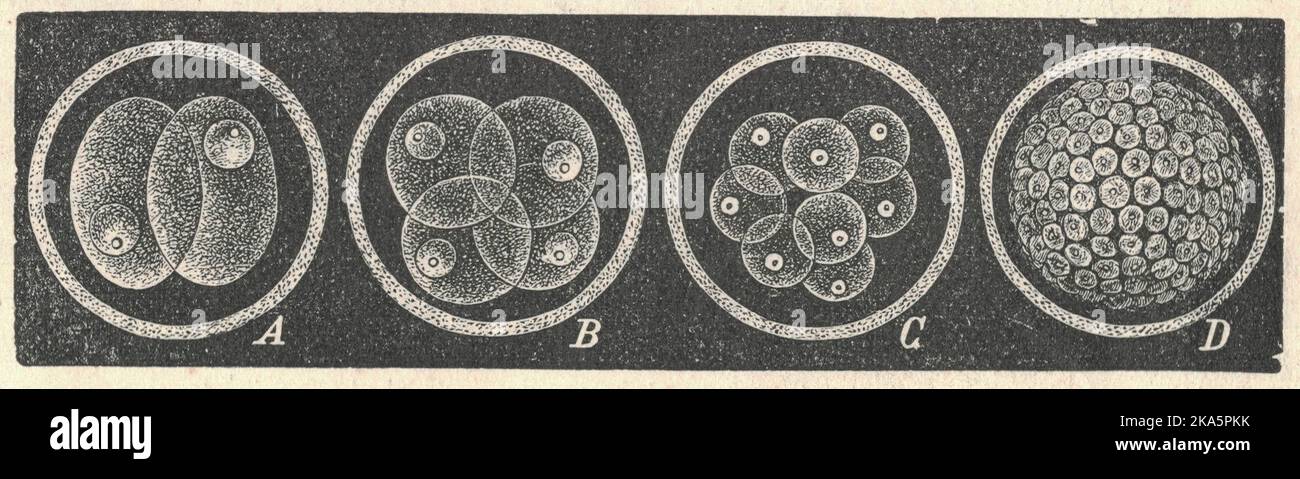 Antique engraved illustration of the frog egg cell. Vintage ...