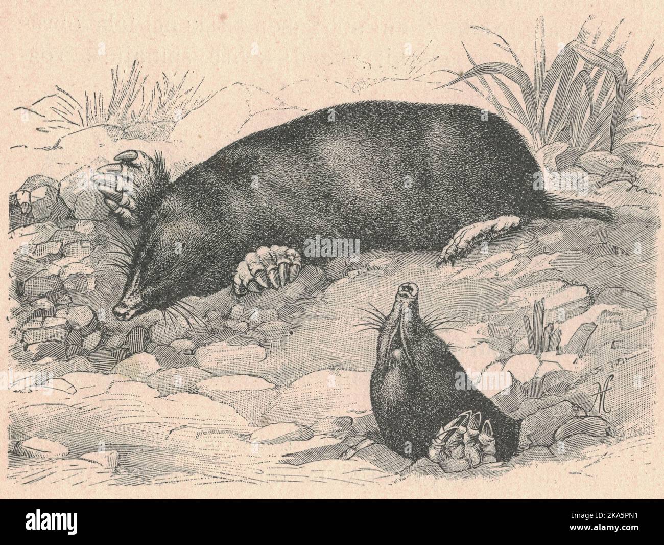 Antique engraved illustration of the European mole. Vintage ...