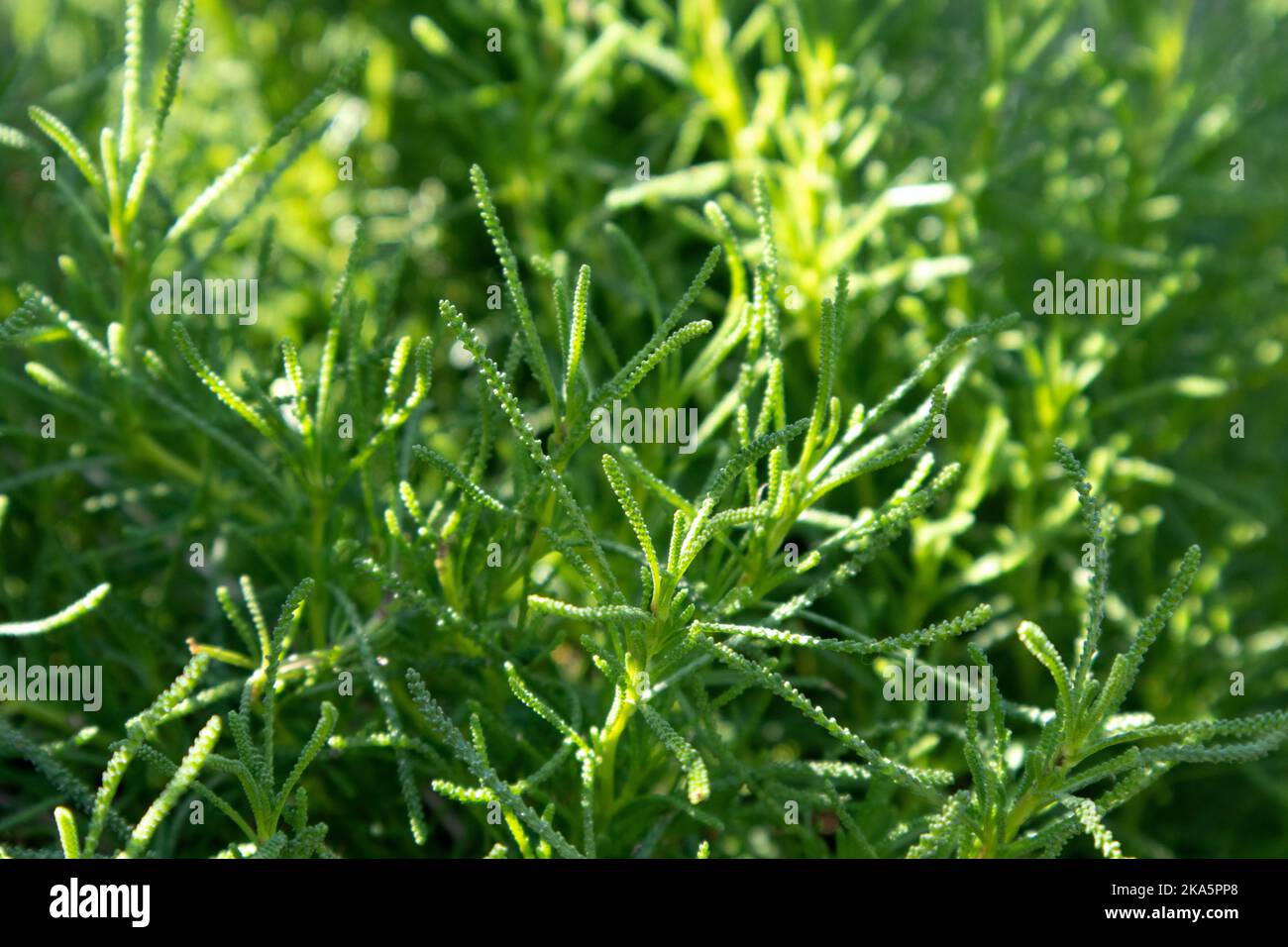 Green thuja hedge hi-res stock photography and images - Alamy