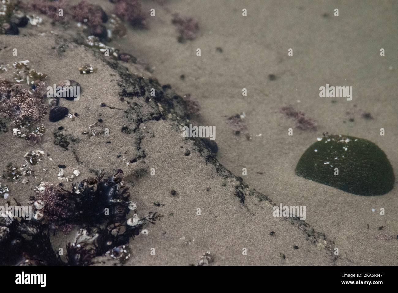 Tide pools animals hi-res stock photography and images - Alamy