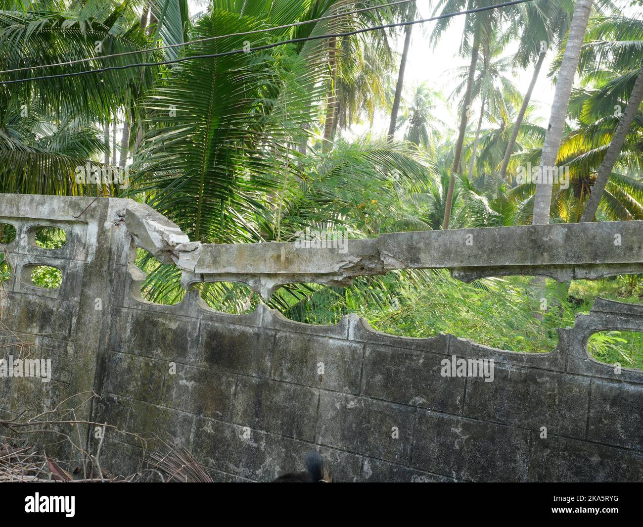 Broken and cracked concrete wall with green tree and garden in ...