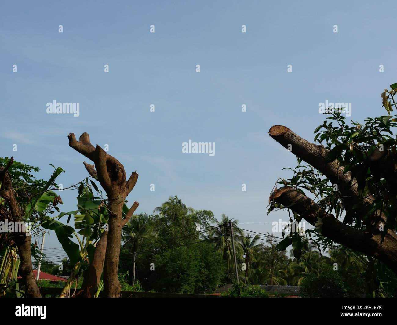 The mango tree with traces was cut off the branches and leaves from the ...