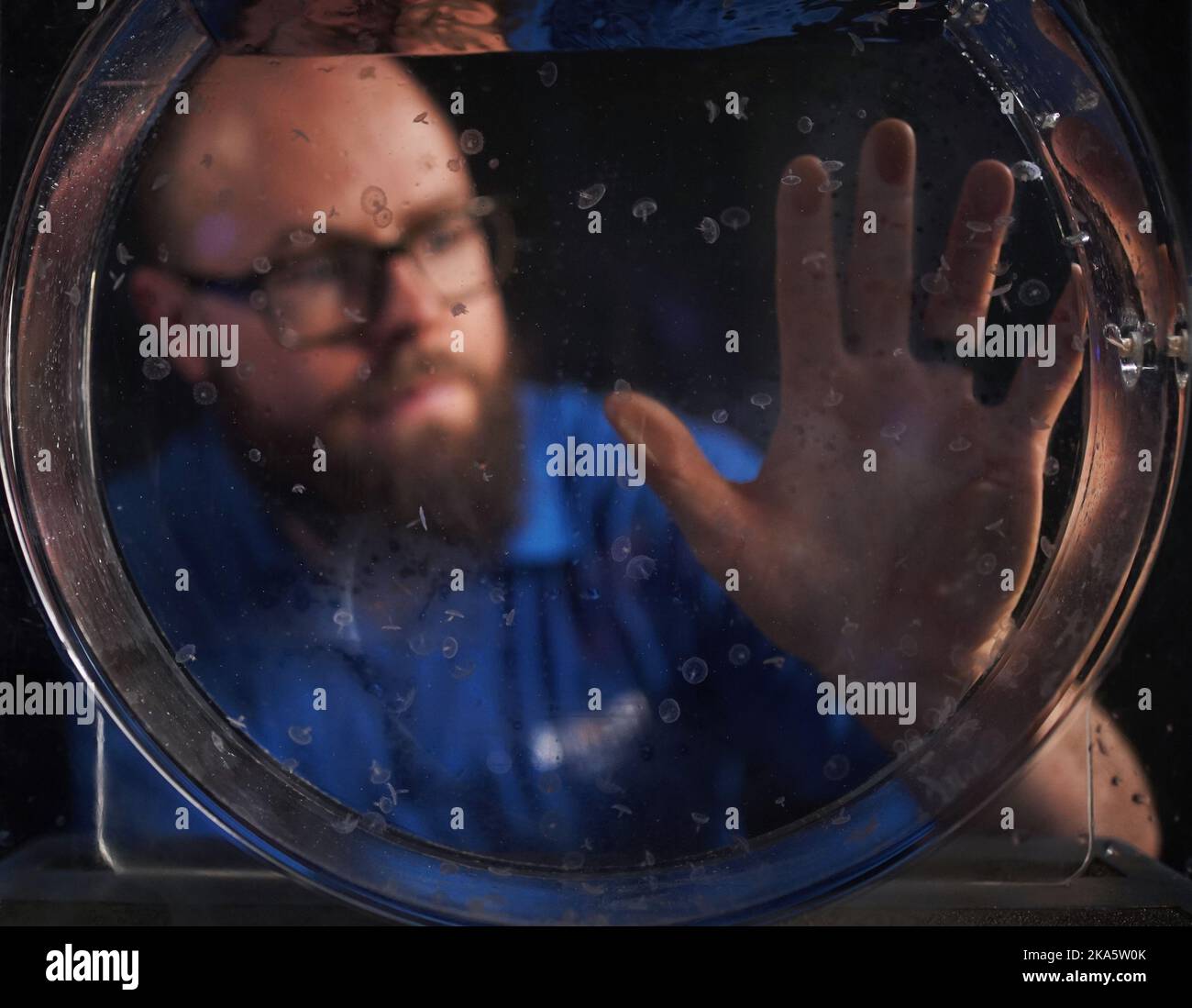 Senior aquarist and jellyfish specialist Jack Willans, looks at moon ...