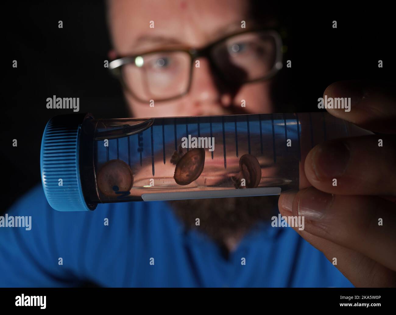 Senior aquarist and jellyfish specialist Jack Willans, holds a tube ...