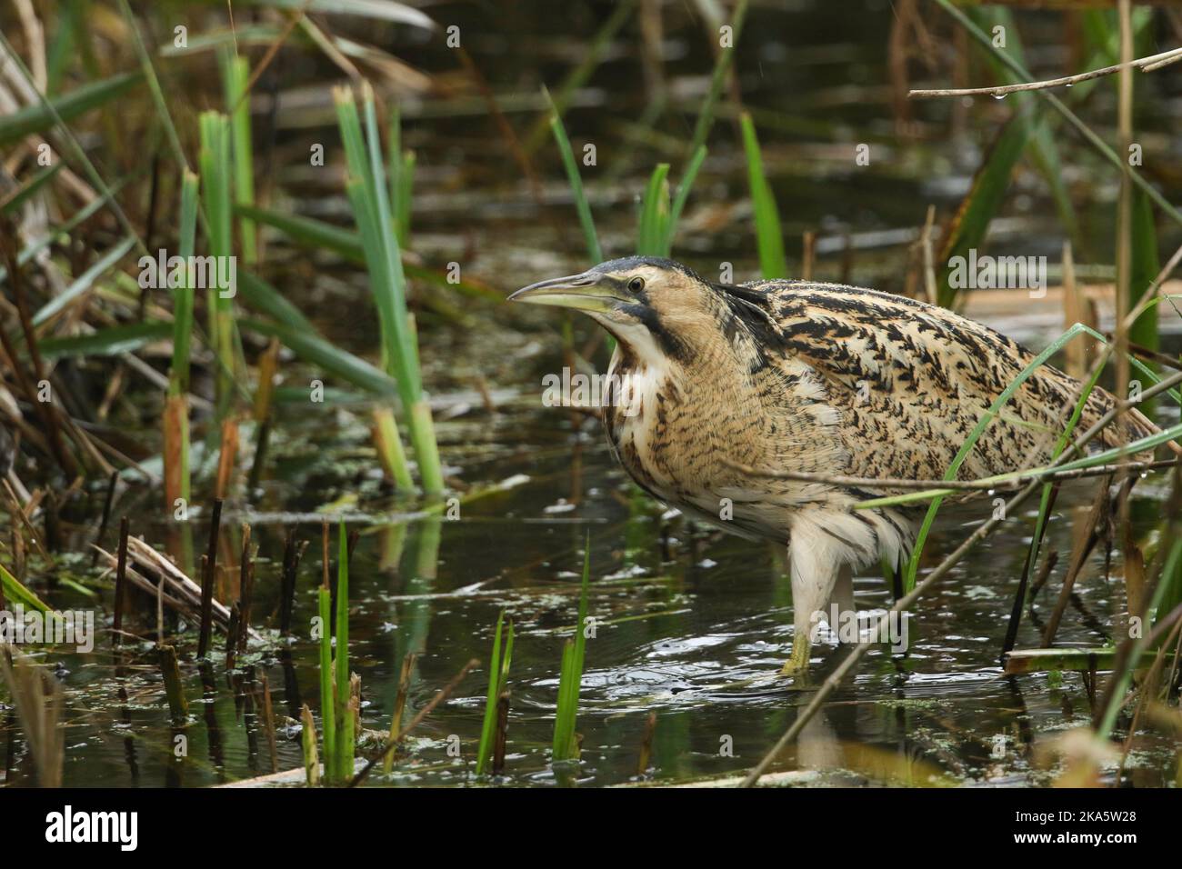 A rare hunting Bittern, Botaurus stellaris, searching for food in a ...