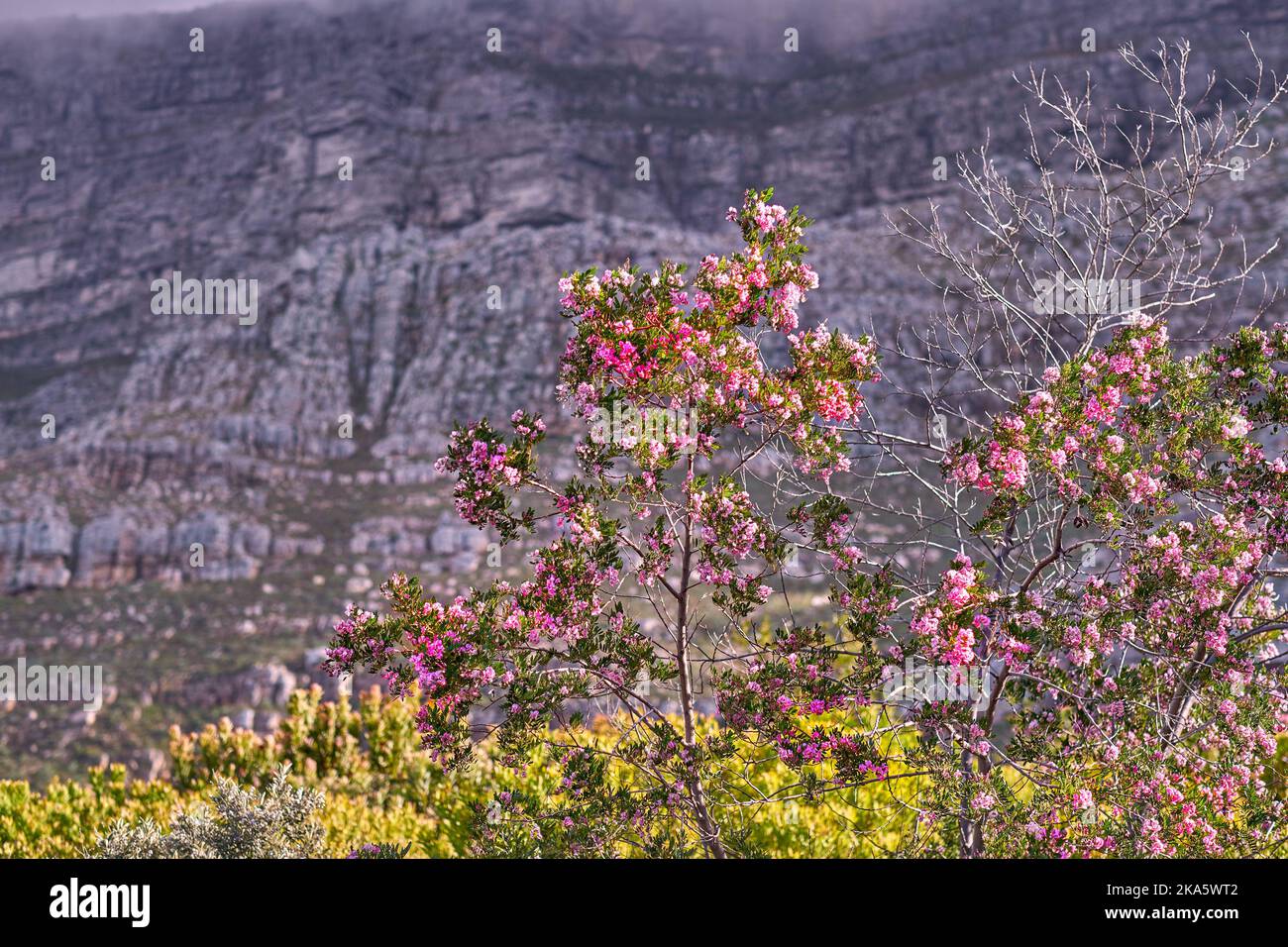 Mountain flowers. Mountain flowers - Table Mountain National Park Stock ...