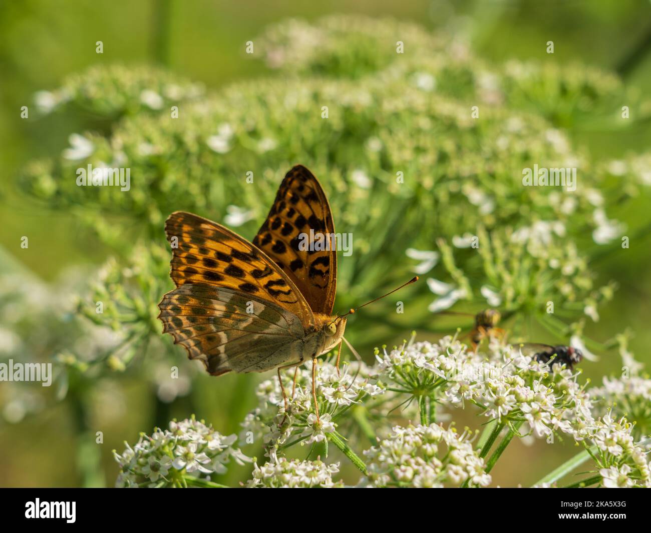 Closeup view of orange and black dark green fritillary or speyeria ...