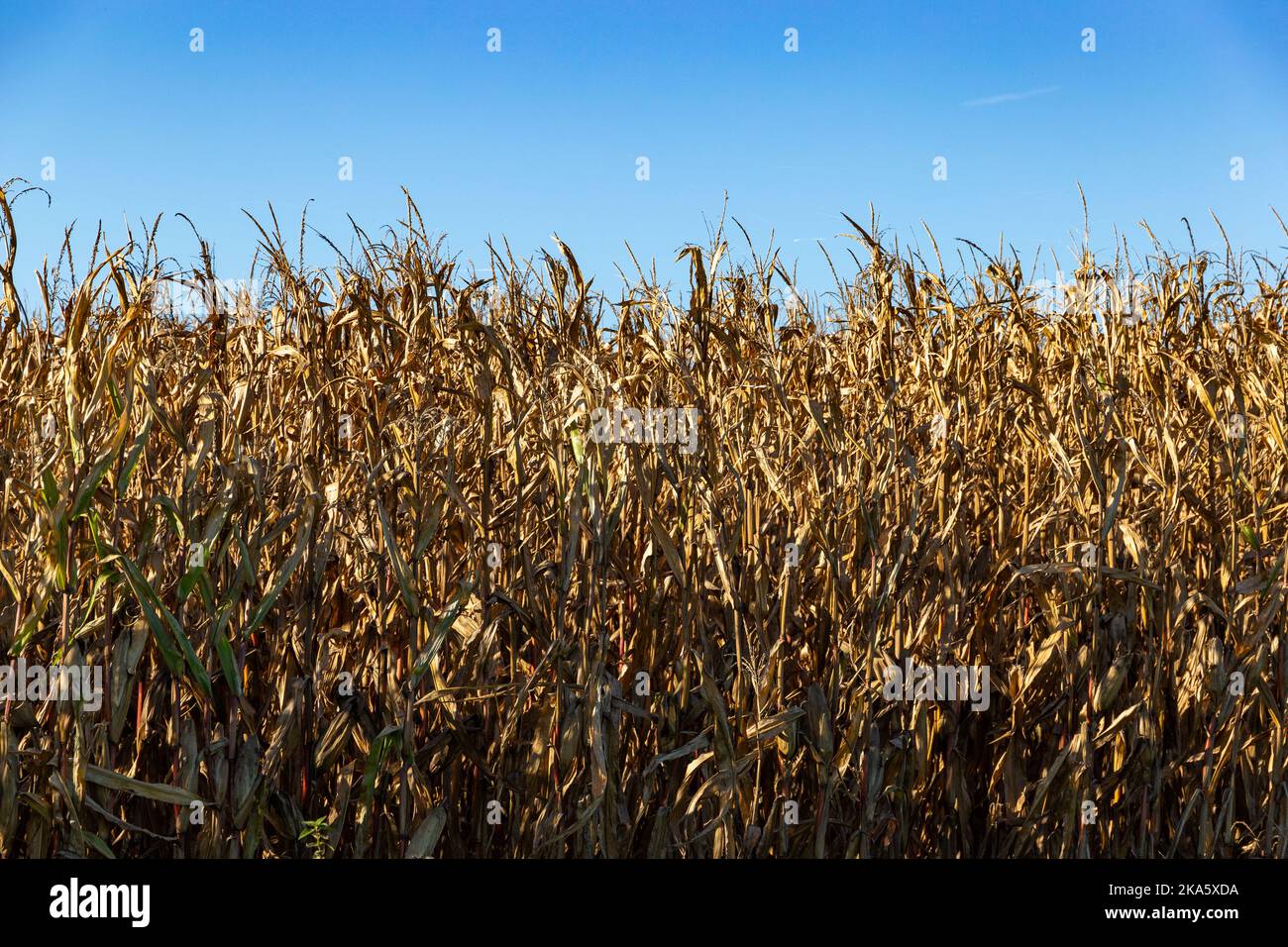 Dried corn maize field, blue sky Stock Photo - Alamy