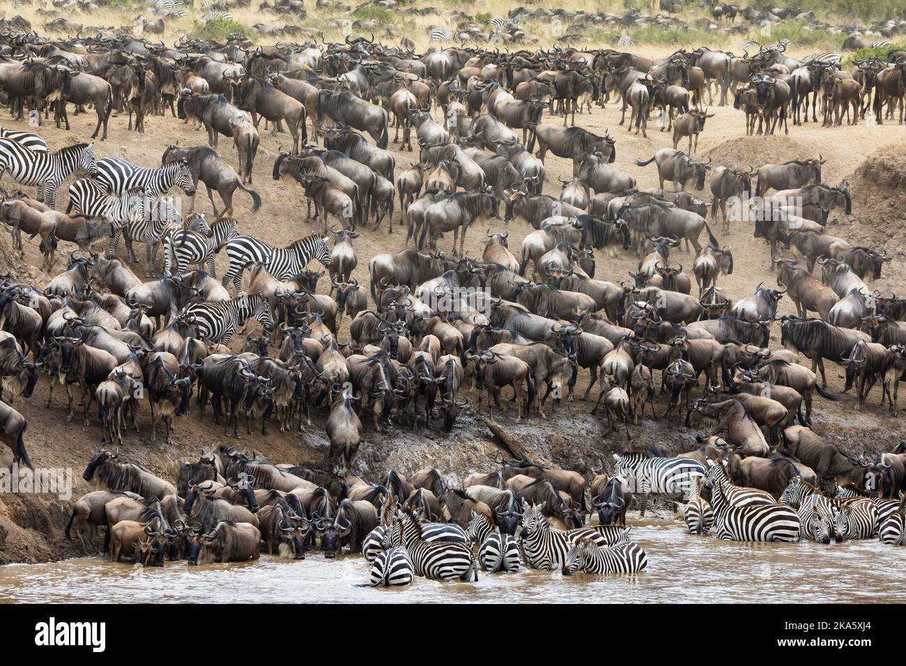 Thousands of white-bearded wildebeest and zebras gather on the banks of ...