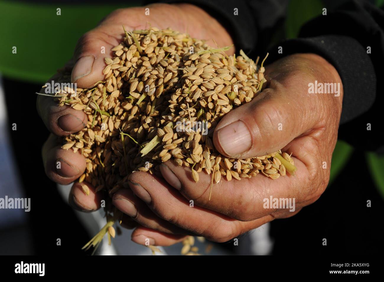The seawater rice sees a bumper harvest in the experimental field ...