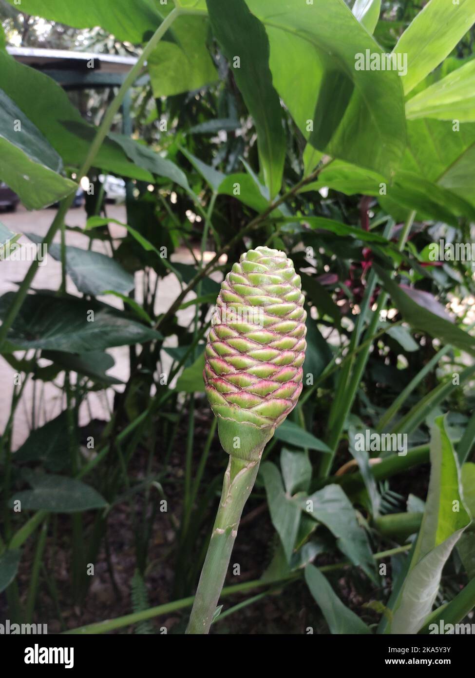 Cone shaped flower hi-res stock photography and images - Alamy