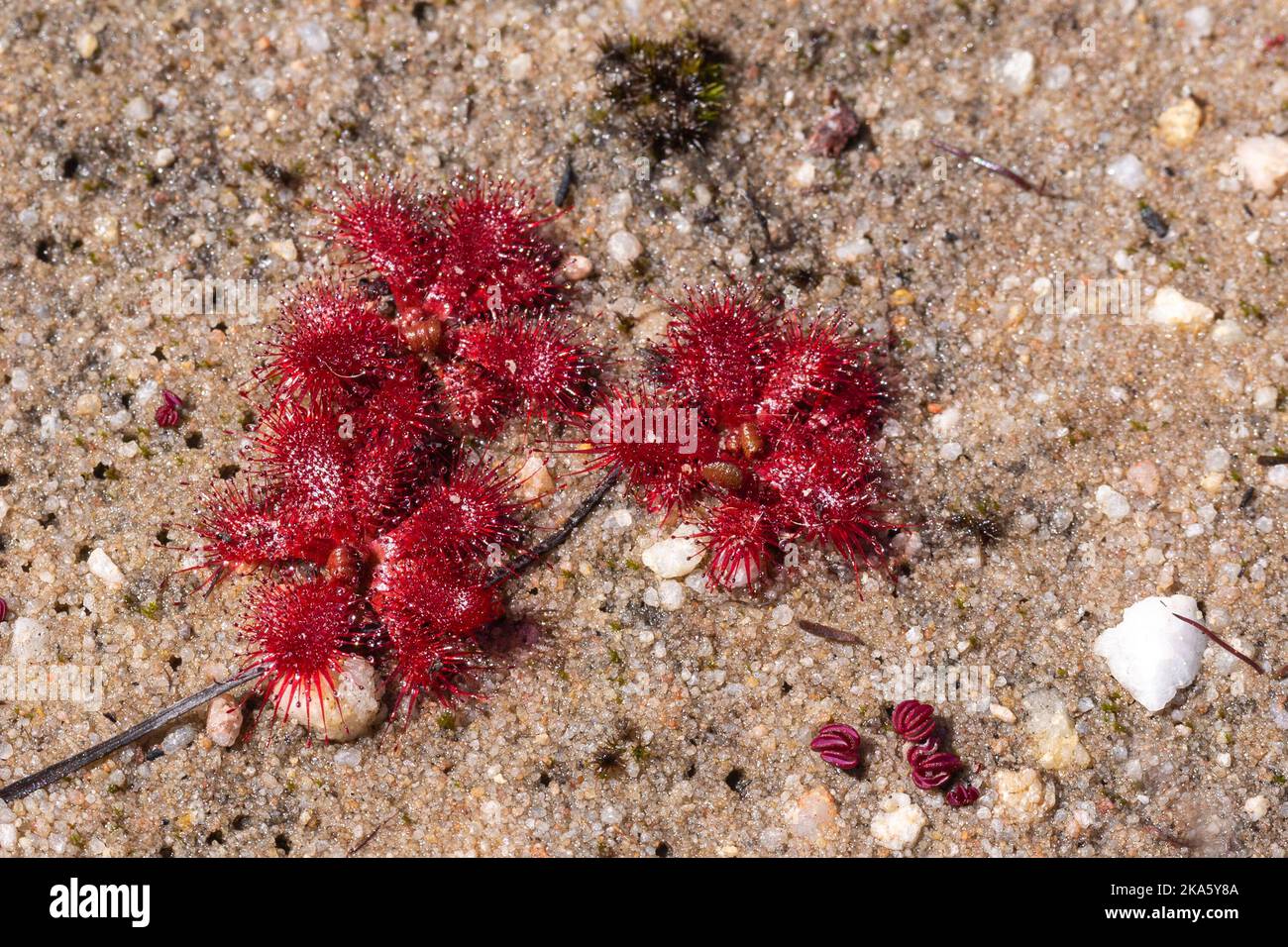Group of the Drosera trinervia (or afra) in the Cederberg Mountains ...