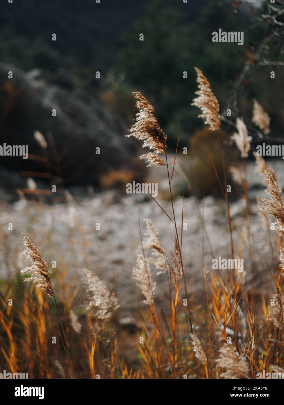 Common golden reed shrub featuring sun rays going through seeds and ...