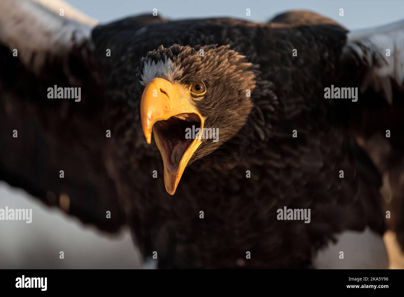 Angry eagle hi-res stock photography and images - Alamy
