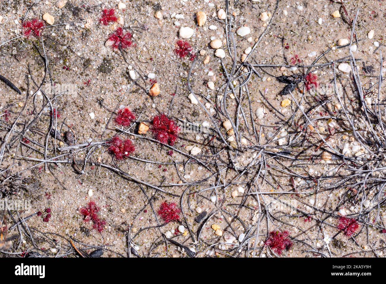 red rosettes of a sundew (a carnivoros plant) taken in natural habitat ...