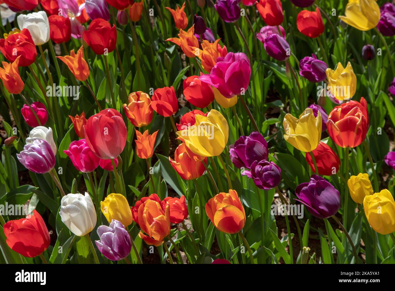 View multicolored tulip fields hi-res stock photography and images - Alamy