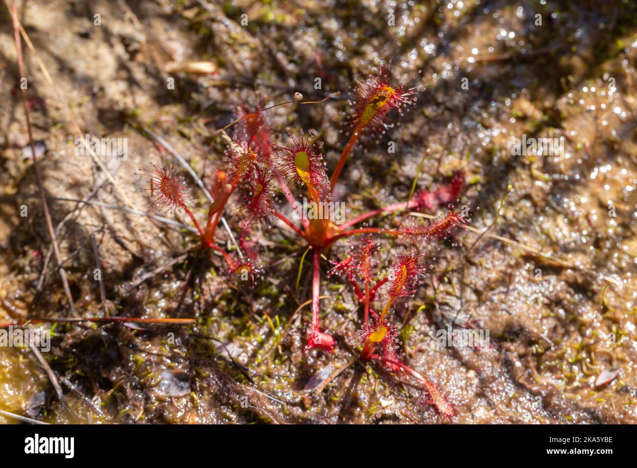 Some red Drosera capensis, taken in natural habitat in the Cederberg ...