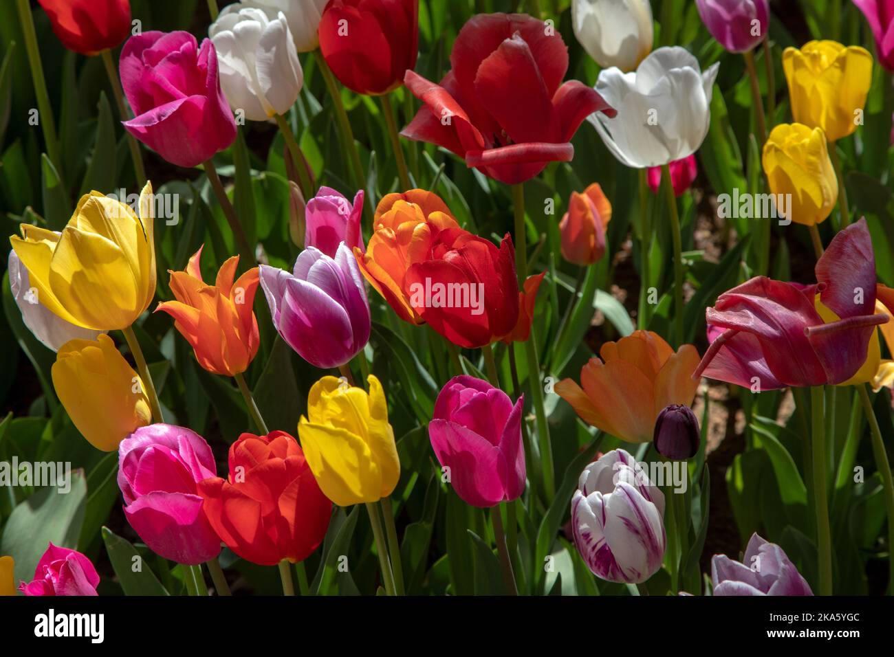 View multicolored tulip fields hi-res stock photography and images - Alamy