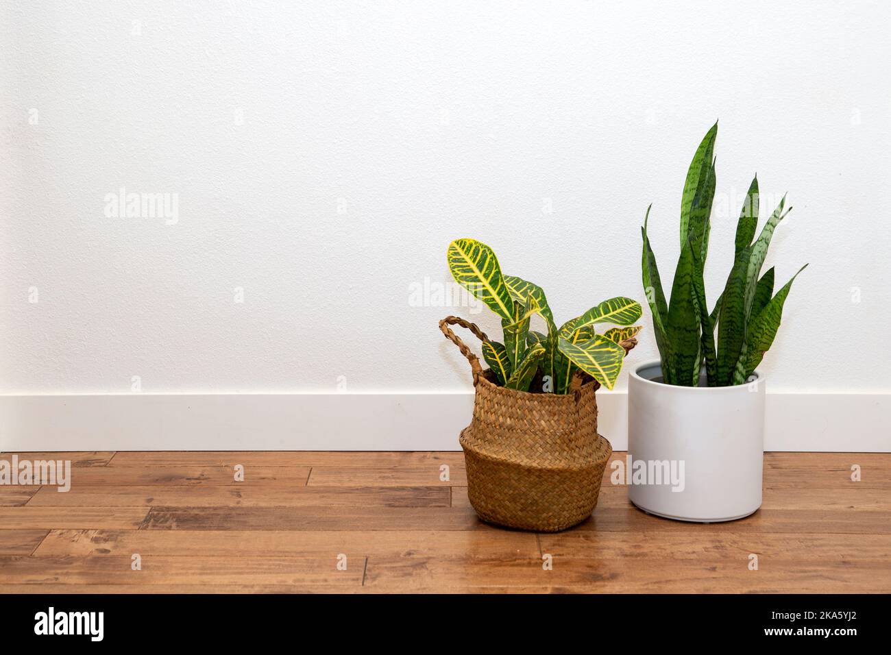 Snake plant in the white planter against the white wall Stock Photo - Alamy