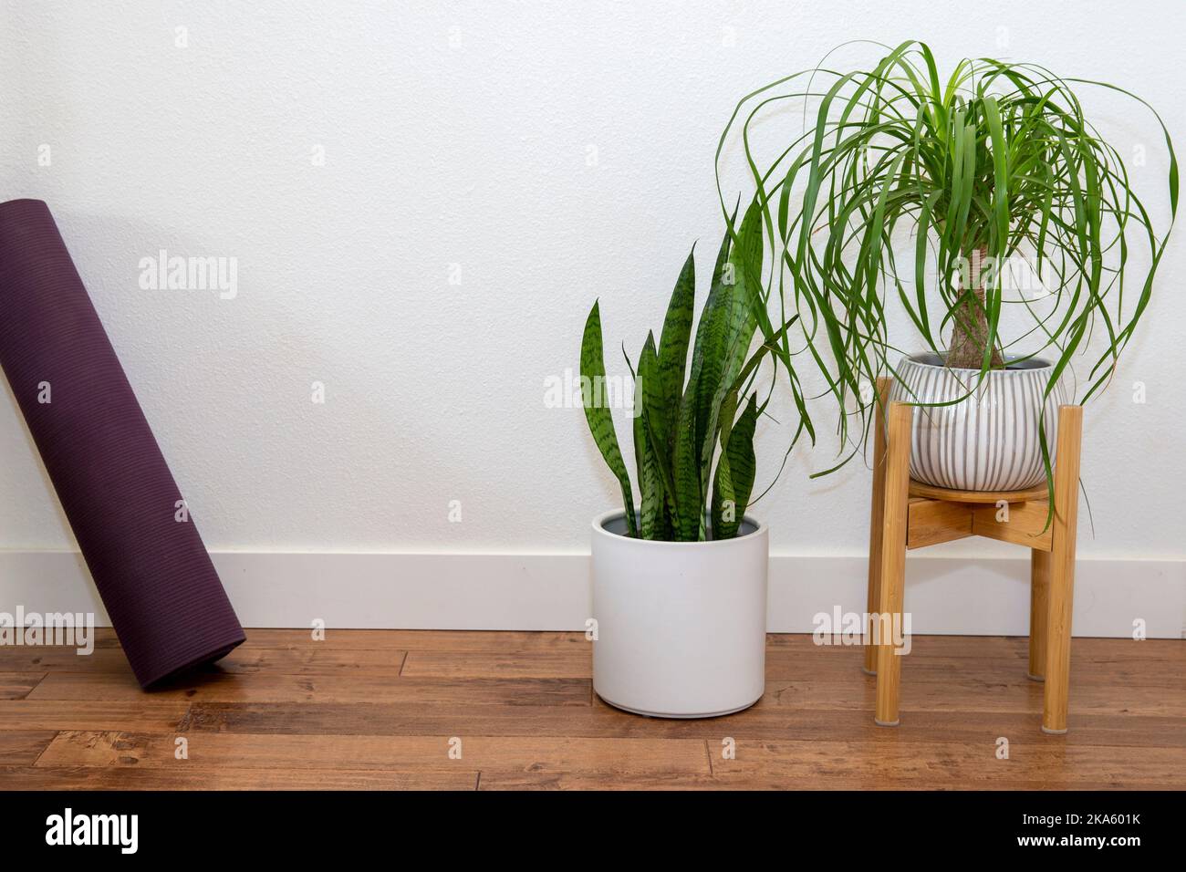 Ponytail Palm and Snake Plant in the white ceramic planter with yoga ...