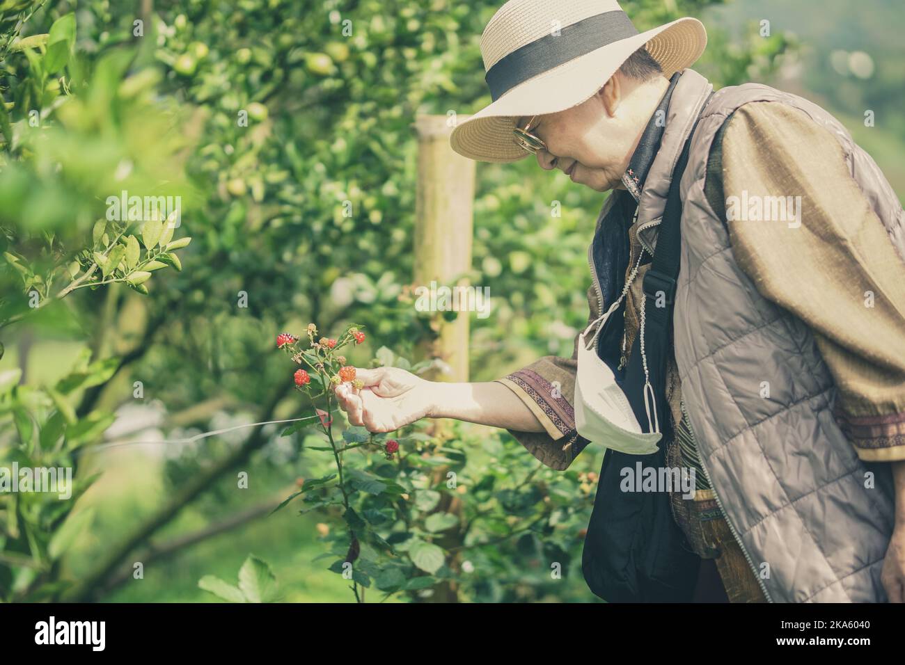 old elderly elder senior woman picking red raspberry berries in garden ...
