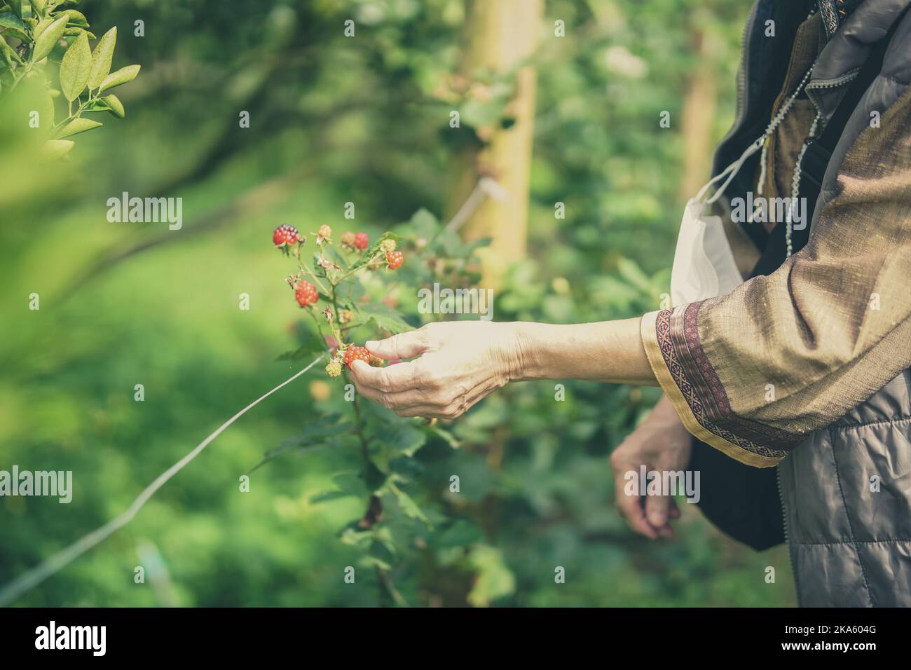 hand picking red raspberry blackberry berries in garden farm Stock ...