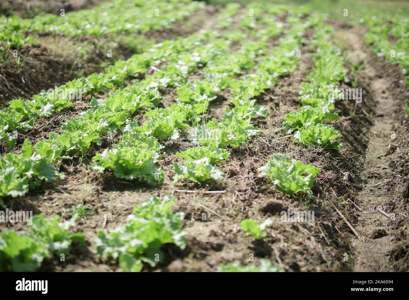 green coral lettuce vegetable growing in organic garden farm ...
