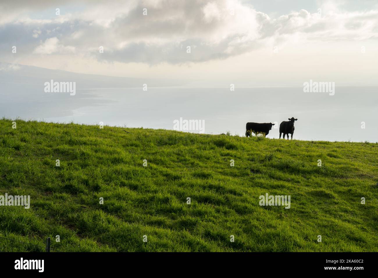 Cows on green fields of Hawaii Big Island Stock Photo - Alamy