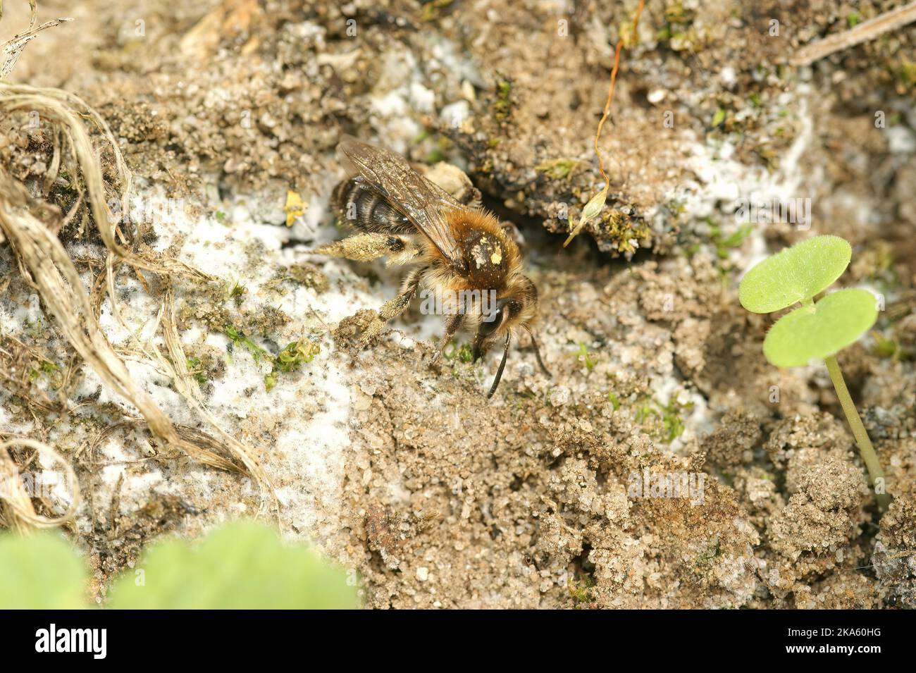 Closeup on a female of the sandpit or bearder mining bee, Andrena ...