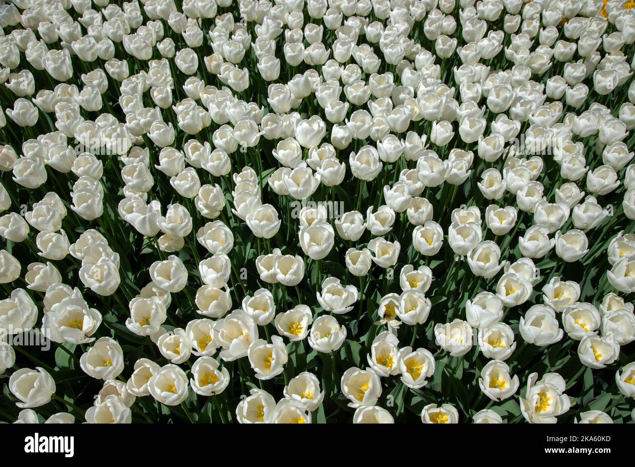 Beautiful many white tulips,top view Stock Photo - Alamy