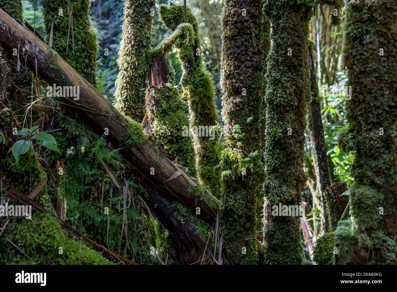 Ancient moss bamboo forest on Big Island Hawaii Stock Photo - Alamy