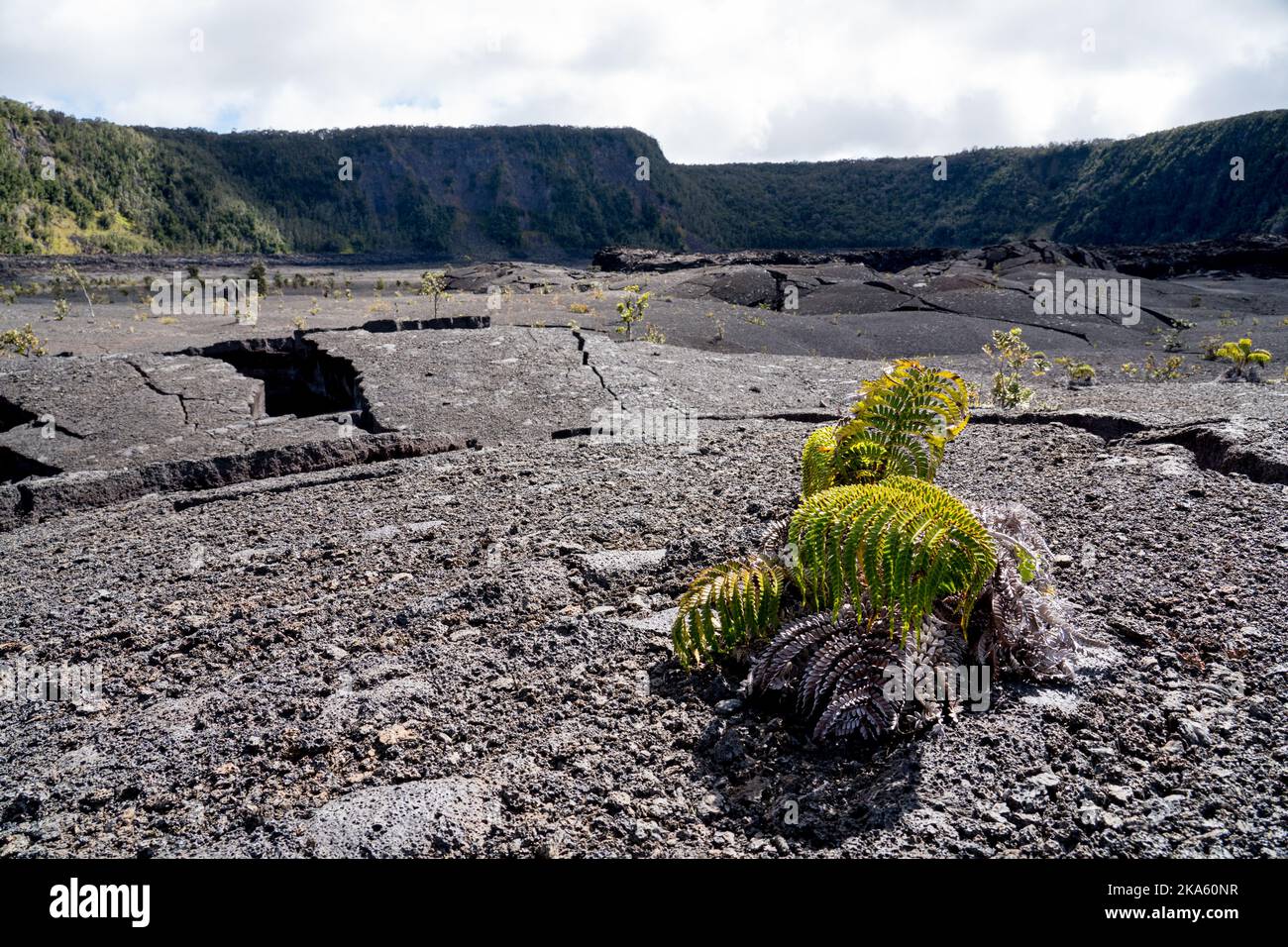 Hiking through old lava field in Volcano National Park in Hilo Big ...